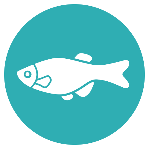 Model organisms Archives - Invenesis: Swiss Bioscience Company